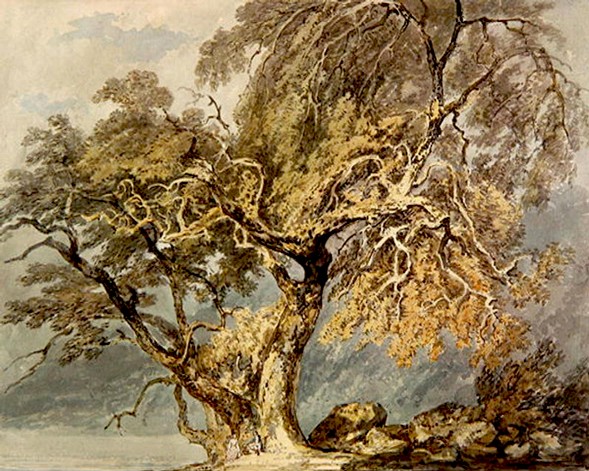 J. M. W. Turner A Great Tree